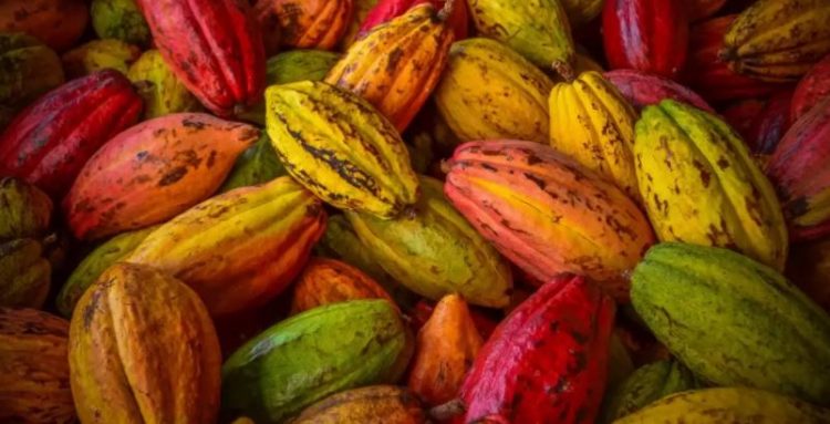 32 frutas da Amazônia que você provavelmente não conhecia (ou que não ...