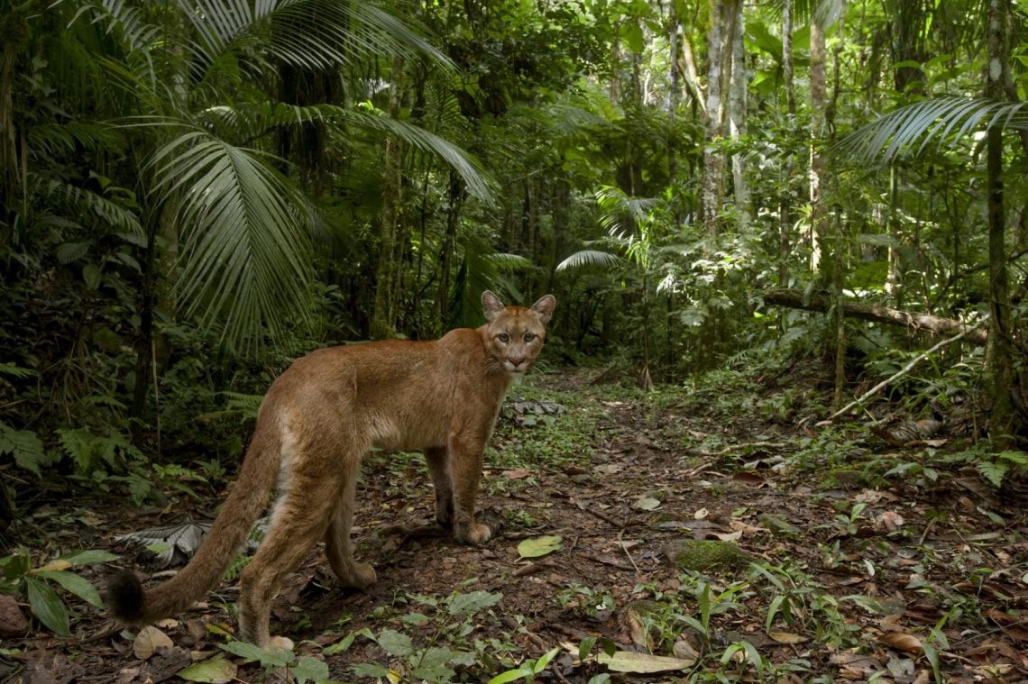 Amazônia: os 15 animais mais exóticos da floresta - Brasil Amazônia Agora