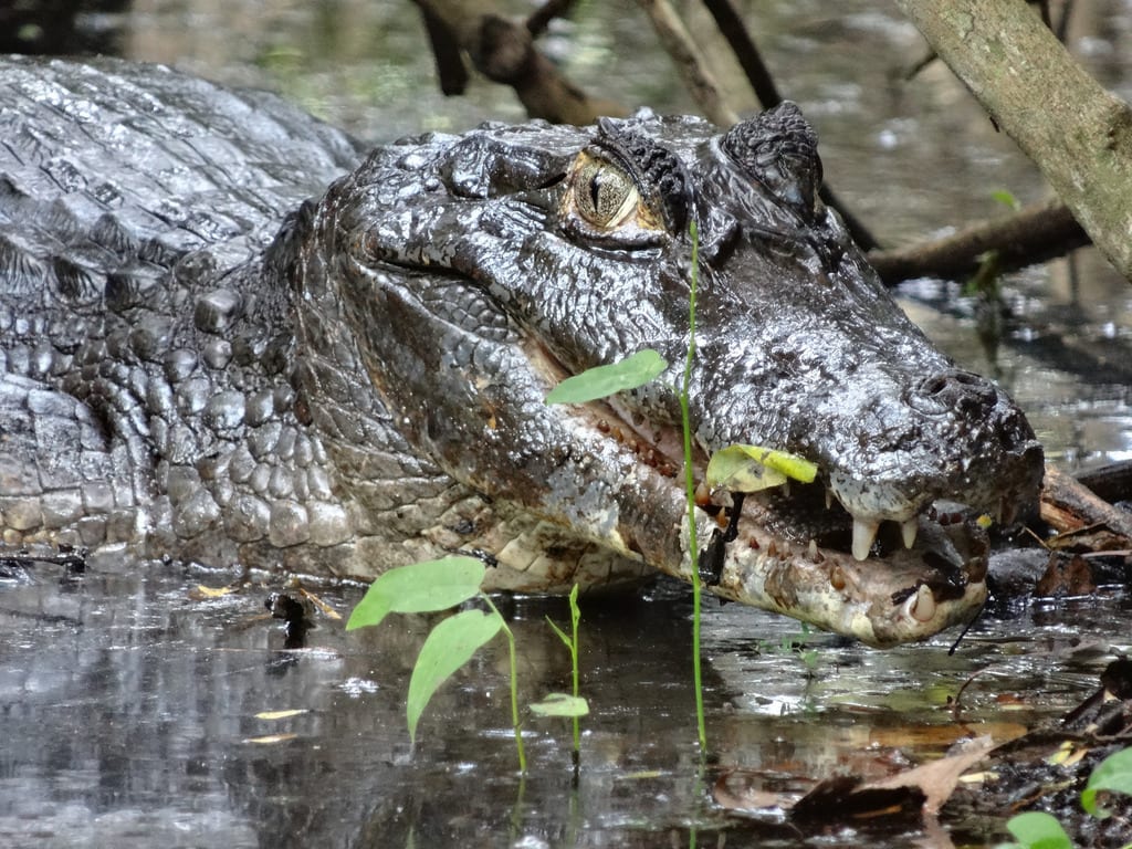 Amazônia: os 15 animais mais exóticos da floresta - Brasil Amazônia Agora