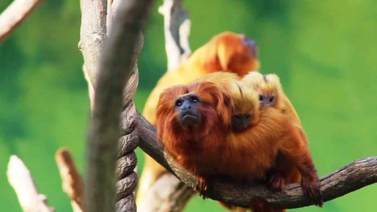 Amazônia: os 15 animais mais exóticos da floresta - Brasil Amazônia Agora