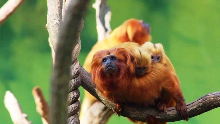 Amazônia: os 15 animais mais exóticos da floresta - Brasil Amazônia Agora