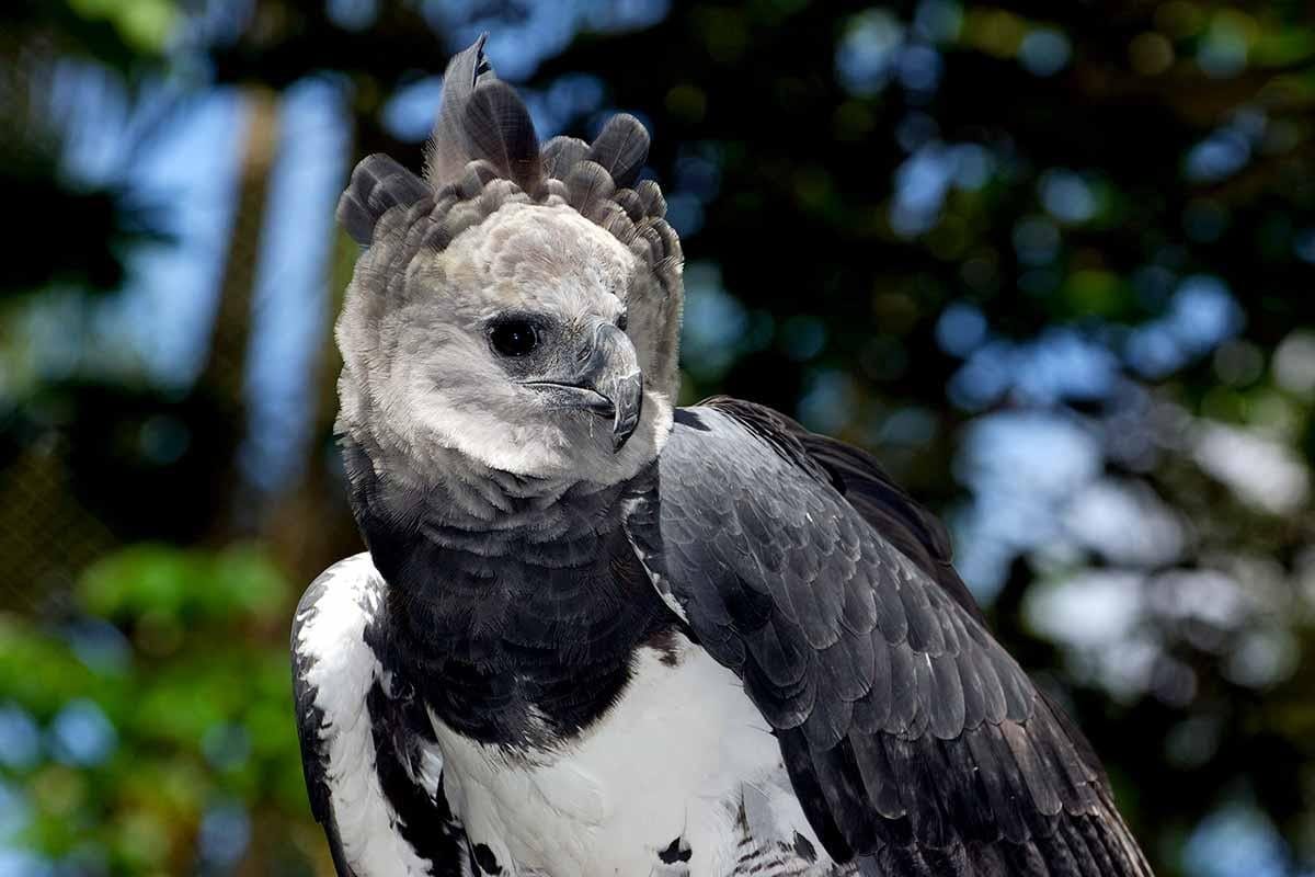 Amazônia: os 15 animais mais exóticos da floresta - Brasil Amazônia Agora