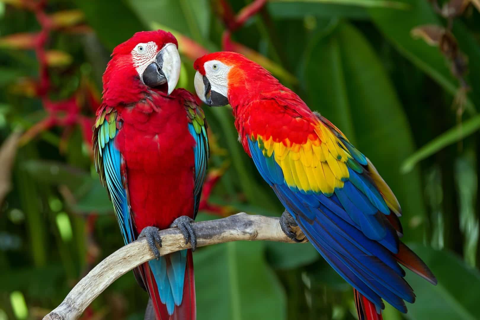 Amazônia: os 15 animais mais exóticos da floresta - Brasil Amazônia Agora