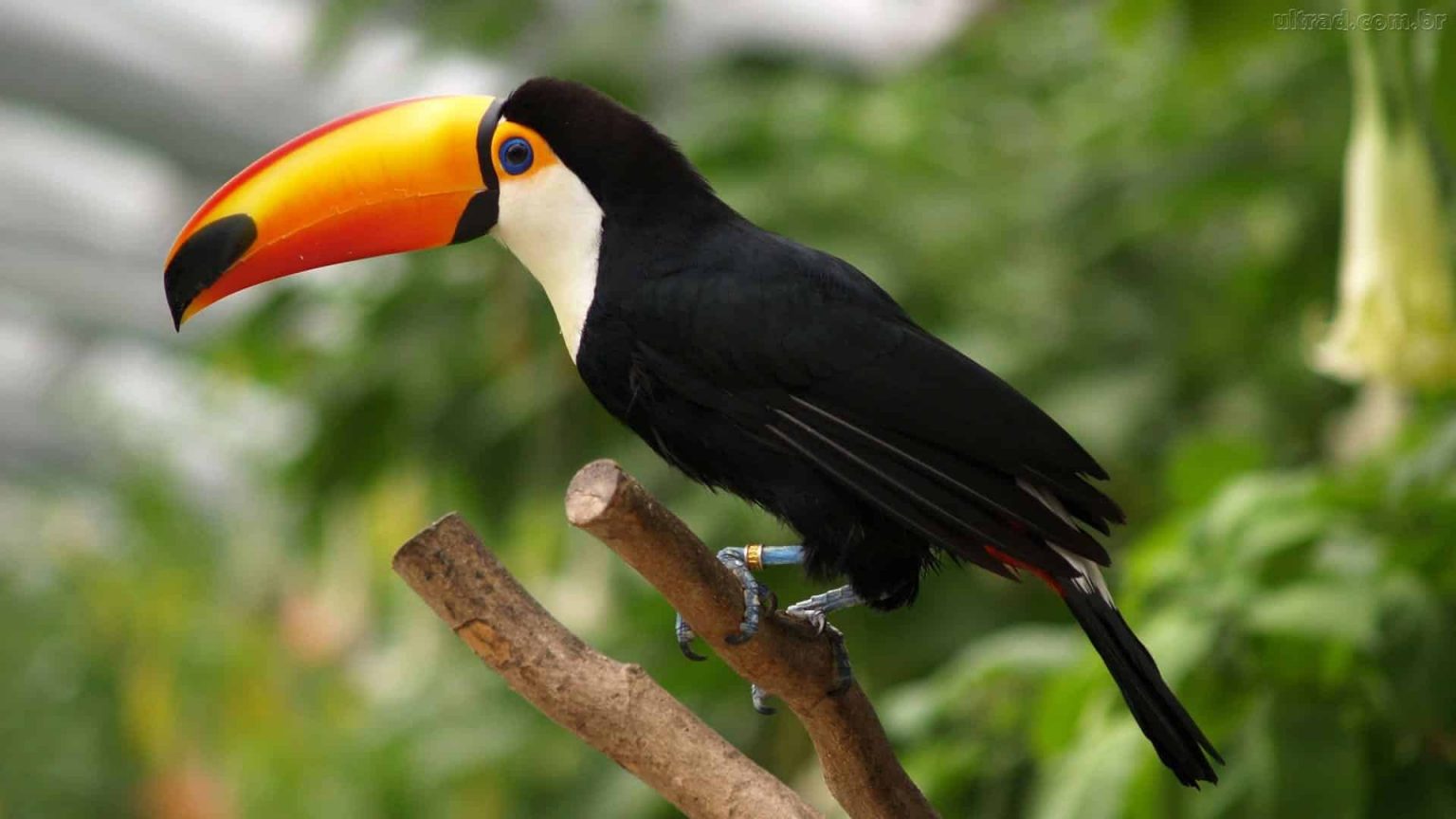 Amazônia: os 15 animais mais exóticos da floresta - Brasil Amazônia Agora