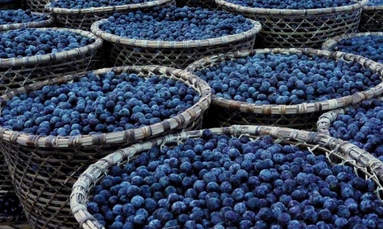 32 frutas da Amazônia que você provavelmente não conhecia (ou que não ...