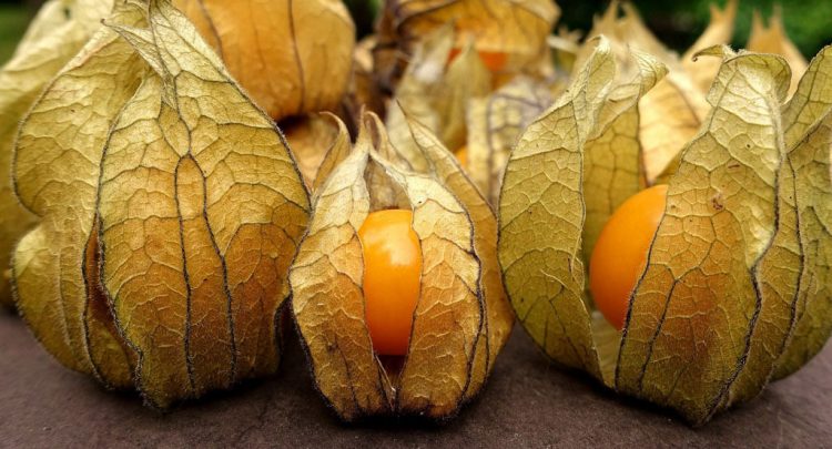 32 frutas da Amazônia que você provavelmente não conhecia (ou que não ...