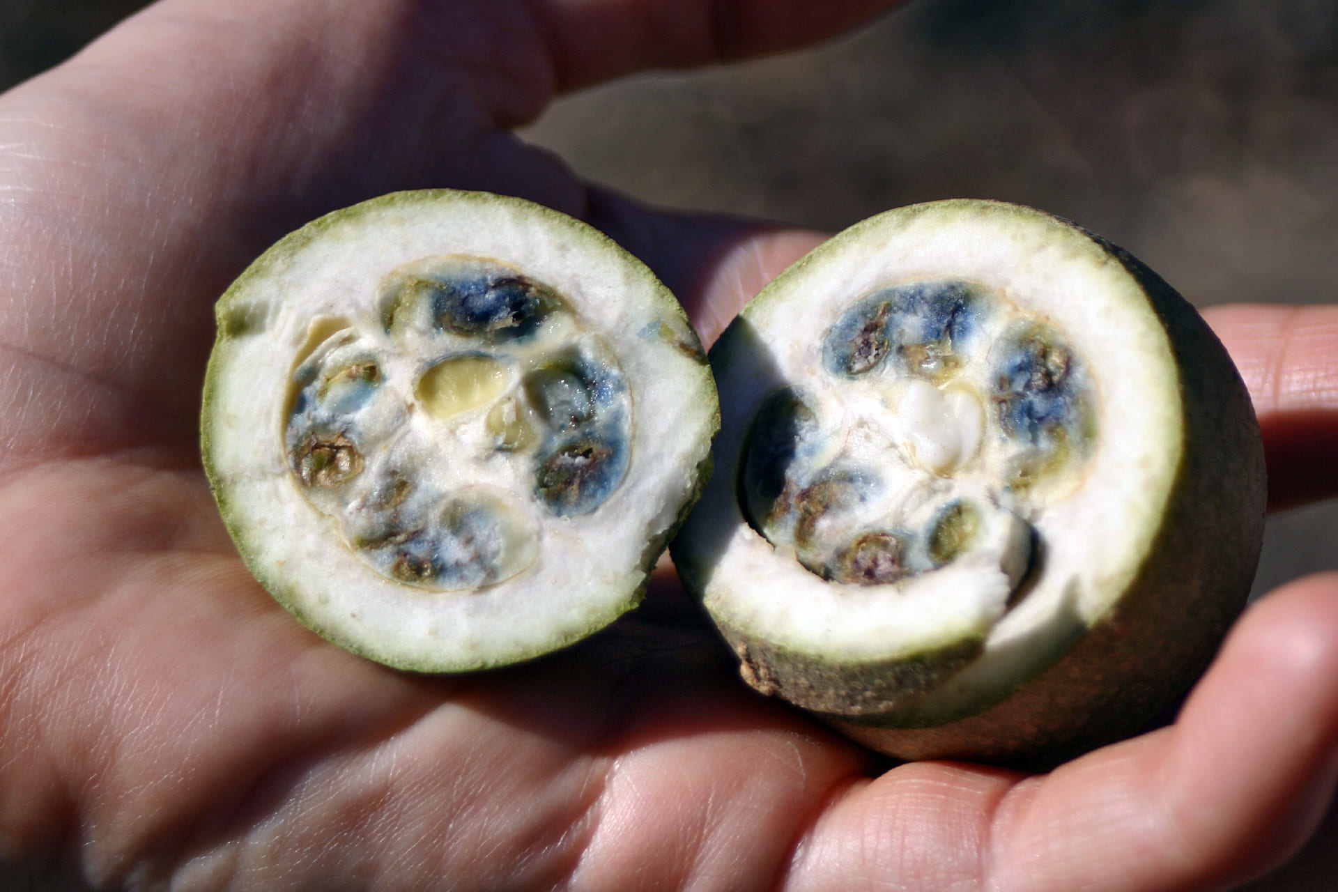 32 frutas da Amazônia que você provavelmente não conhecia (ou que não ...