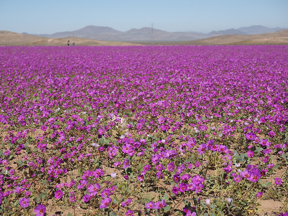 Pesquisadores estudam flor do Atacama para desenvolver plantas ...