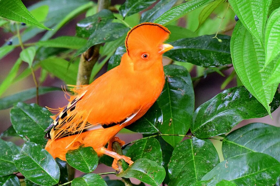 Conheça as aves mais fascinantes da Amazônia - Brasil Amazônia Agora