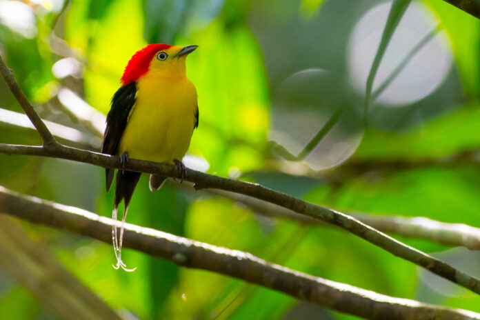 Conheça as aves mais fascinantes da Amazônia - Brasil Amazônia Agora