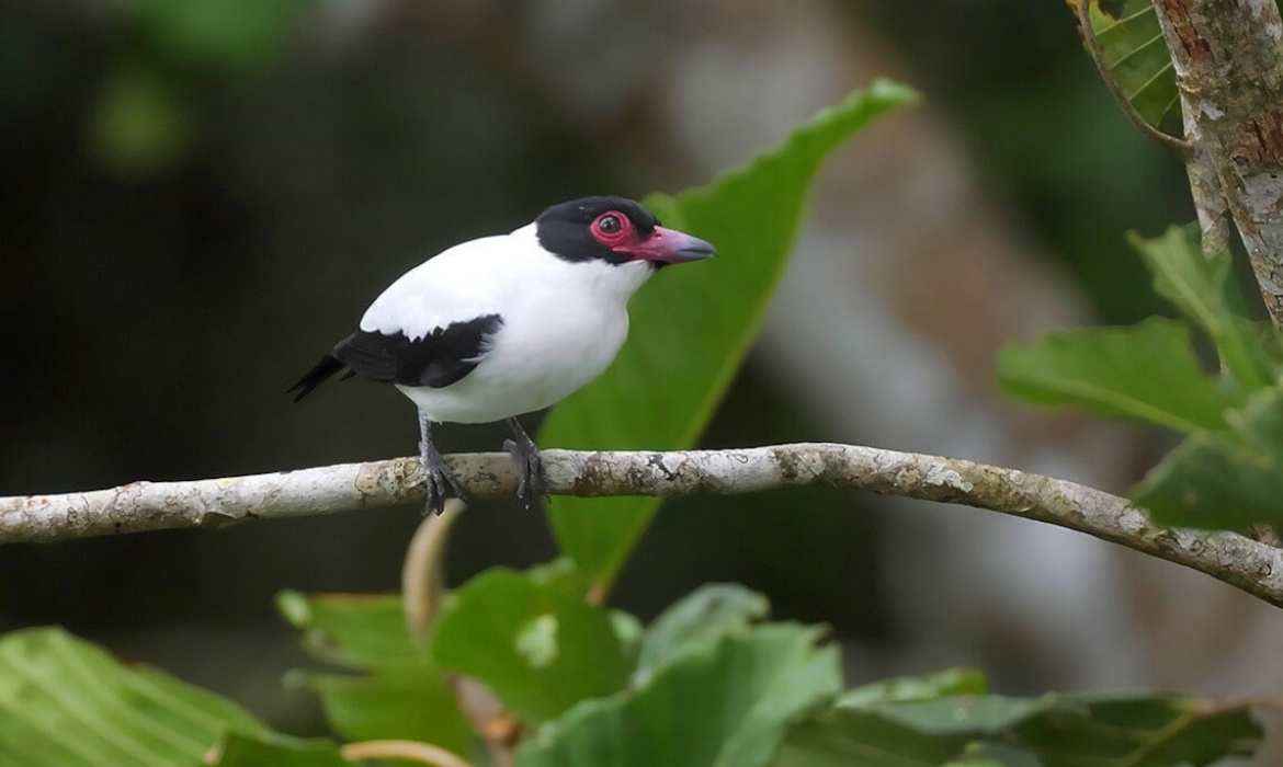 Conheça as aves mais fascinantes da Amazônia - Brasil Amazônia Agora