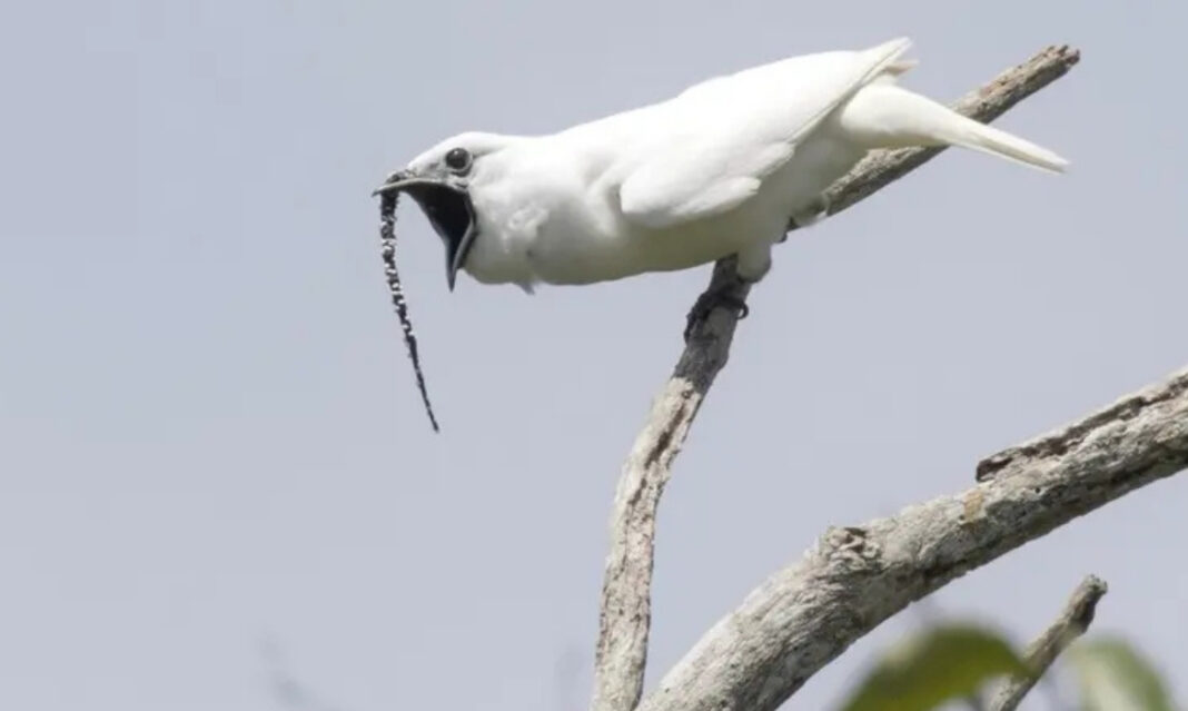 Conheça as aves mais fascinantes da Amazônia - Brasil Amazônia Agora
