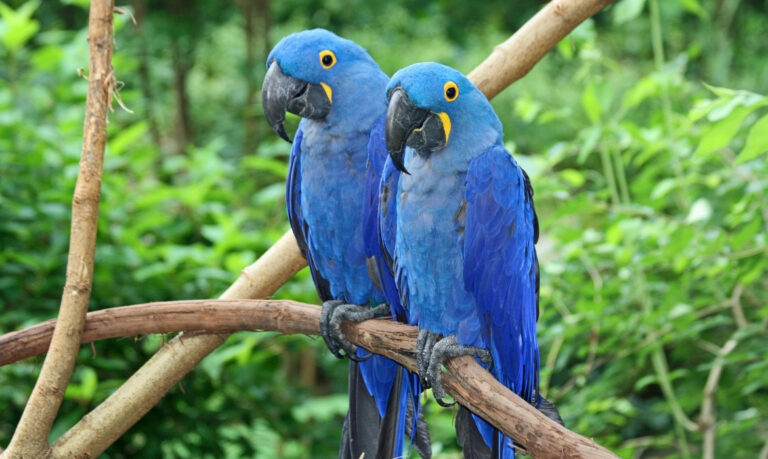 Conheça as aves mais fascinantes da Amazônia - Brasil Amazônia Agora