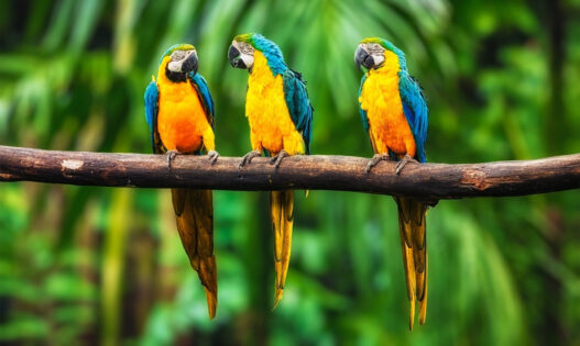 Conheça as aves mais fascinantes da Amazônia - Brasil Amazônia Agora