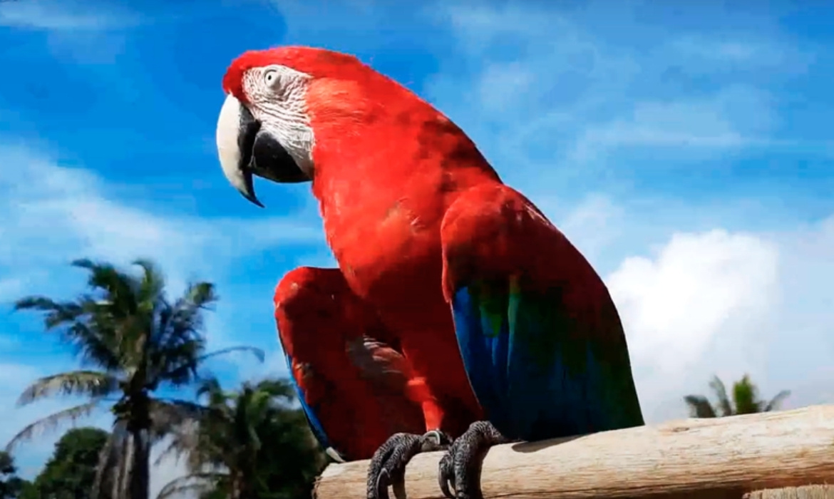 Conheça as aves mais fascinantes da Amazônia - Brasil Amazônia Agora