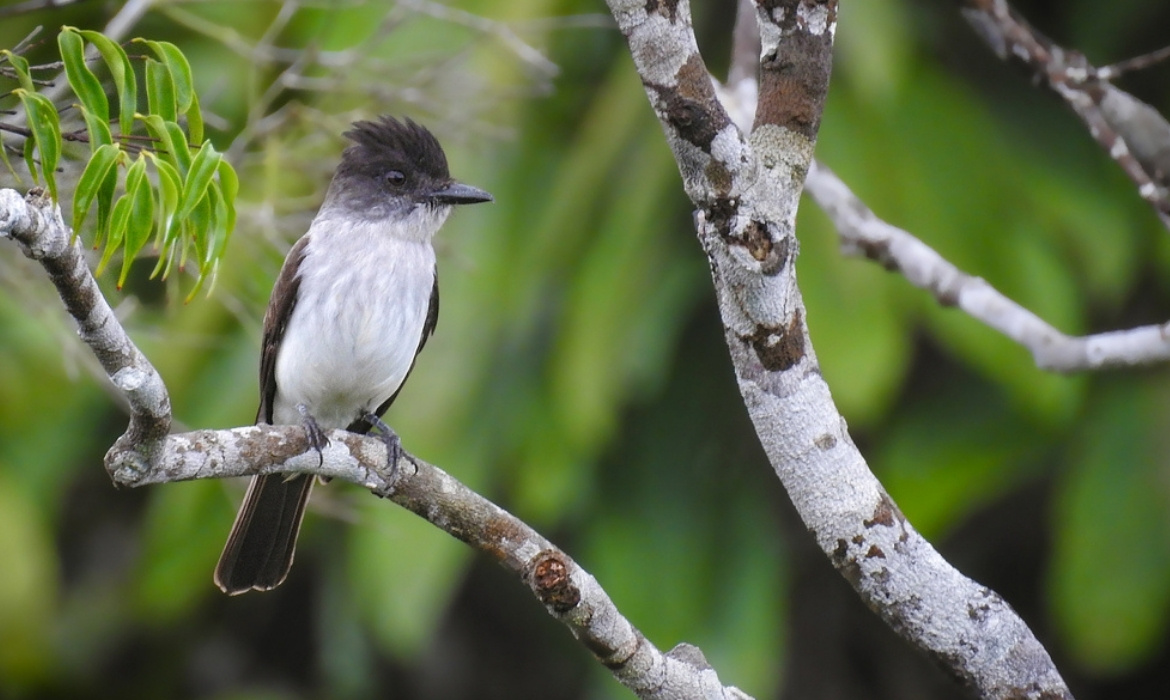 Conheça as aves mais fascinantes da Amazônia - Brasil Amazônia Agora