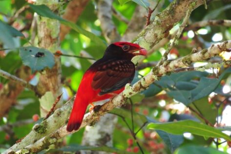 Conheça as aves mais fascinantes da Amazônia - Brasil Amazônia Agora