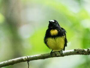Conheça as aves mais fascinantes da Amazônia - Brasil Amazônia Agora